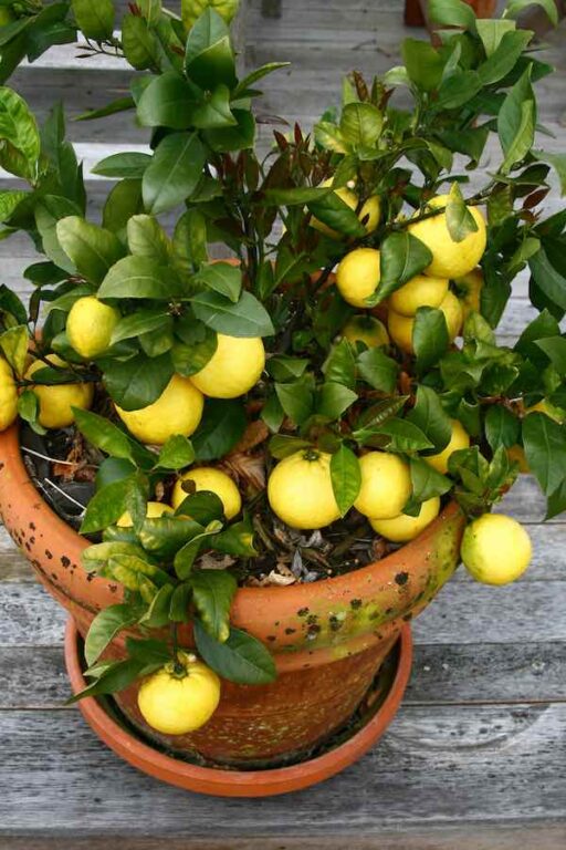 How To Prune A Lemon Tree - Minneopa Orchards
