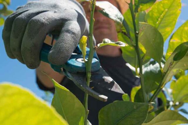 How to Prune an Orange Tree - Minneopa Orchards