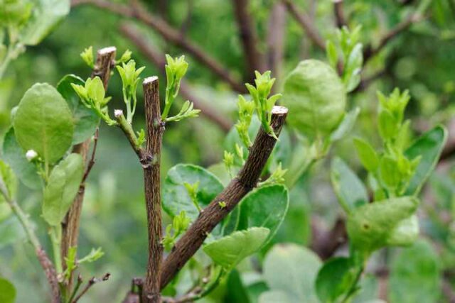 How To Prune A Lemon Tree - Minneopa Orchards