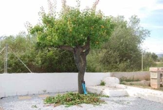 Pruning Apricot Trees: When, Why, and How - Minneopa Orchards