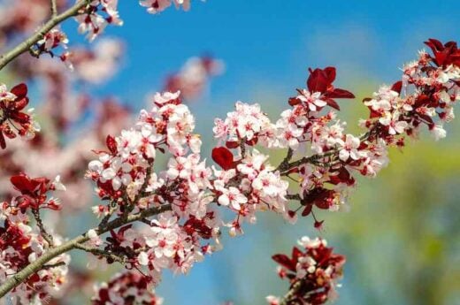 21 Types of Plum Trees - Minneopa Orchards