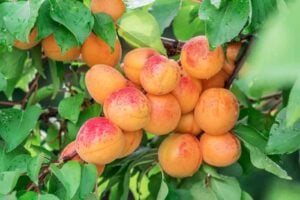 Pruning Apricot Trees: When, Why, and How - Minneopa Orchards