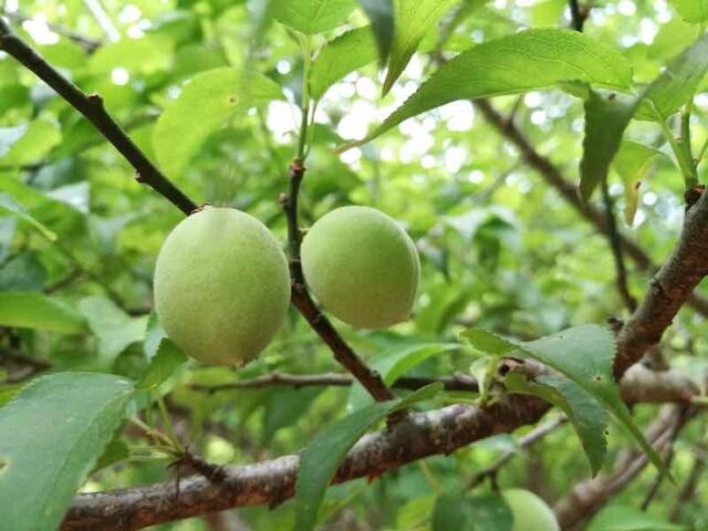 21 Types of Plum Trees - Minneopa Orchards