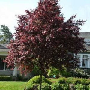 Thundercloud Plum Tree and Thundercloud Plums - Minneopa Orchards