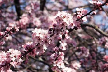 Thundercloud Plum Tree and Thundercloud Plums - Minneopa Orchards