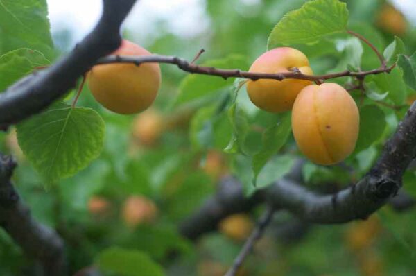 20 Delicious Apricot Tree Varieties You Can Grow At Home - Minneopa ...