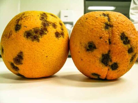 Lemon Tree Diseases: Everything You Need To Know - Minneopa Orchards