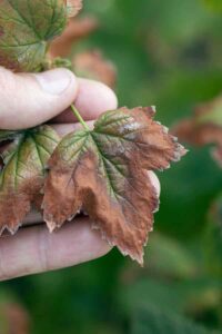 Apricot Tree Diseases: How to Identify, Treat, and Prevent Apricot Tree ...
