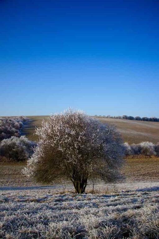 Wild Plum Tree and Wild Plums - Minneopa Orchards