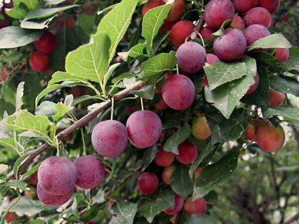 Wild Plum Tree and Wild Plums - Minneopa Orchards