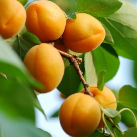 20 Delicious Apricot Tree Varieties You Can Grow At Home - Minneopa ...