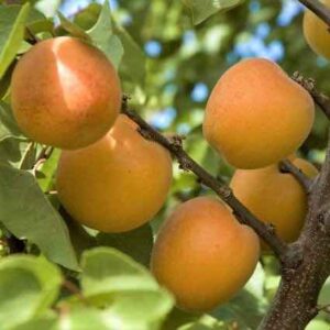 20 Delicious Apricot Tree Varieties You Can Grow At Home - Minneopa ...