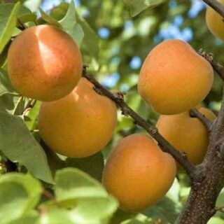 20 Delicious Apricot Tree Varieties You Can Grow At Home - Minneopa ...
