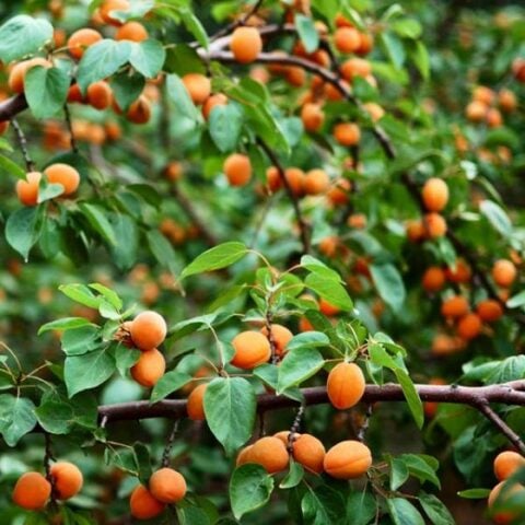 20 Delicious Apricot Tree Varieties You Can Grow At Home - Minneopa ...