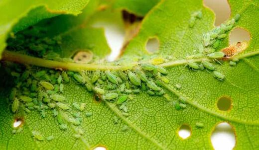 Lemon Tree Pests: How to Identify and Prevent - Minneopa Orchards