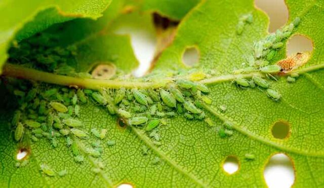 Lemon Tree Pests: How to Identify and Prevent - Minneopa Orchards