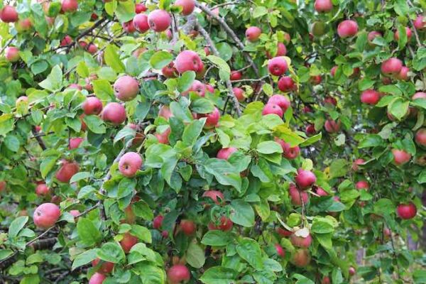 The Wealthy Apple Tree - Minneopa Orchards