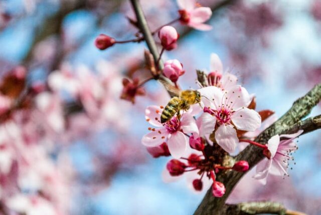 The Yoshino Cherry Tree - Minneopa Orchards