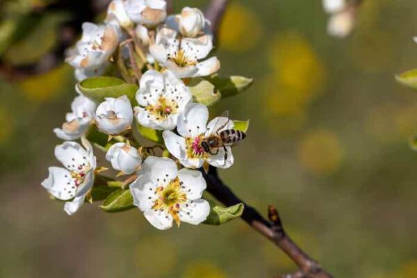 The Cameo Apple Tree - Minneopa Orchards