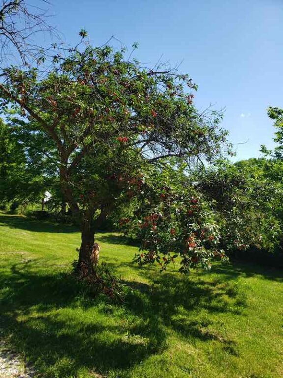 The Amazing Bing Cherry Tree - Minneopa Orchards