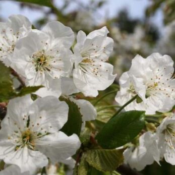The Lapins Cherry Tree - Minneopa Orchards