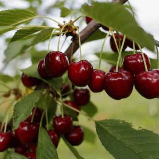 Cherry Varieties - Minneopa Orchards