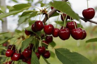 21 Types of Cherry Trees - Minneopa Orchards