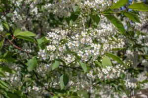 Canada Red Chokecherry tree - Minneopa Orchards