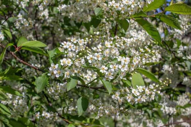 Canada Red Chokecherry tree - Minneopa Orchards