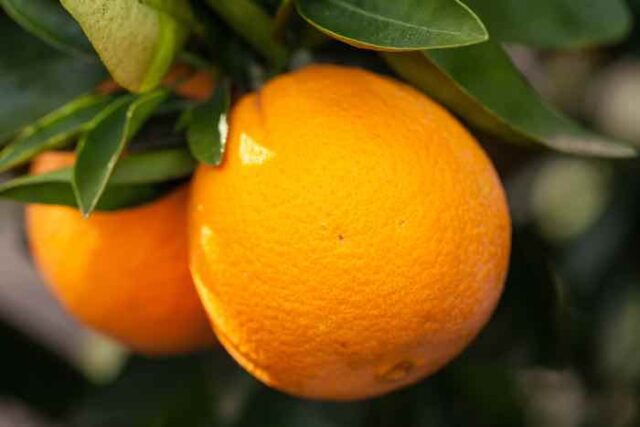 The Hardy Cara Cara Orange Tree - Minneopa Orchards