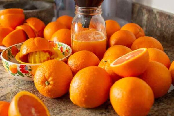 The Summer Favorite Valencia Orange Tree - Minneopa Orchards