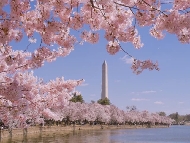 The Yoshino Cherry Tree - Minneopa Orchards