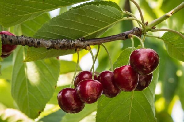 The Benton Cherry Tree - Minneopa Orchards