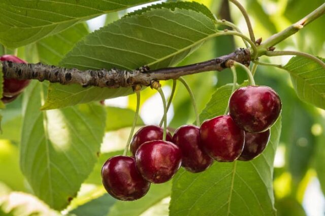The Benton Cherry Tree - Minneopa Orchards