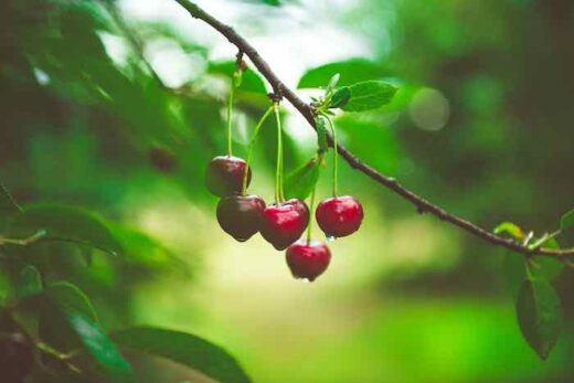 21 Types of Cherry Trees - Minneopa Orchards