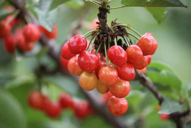 The Tart and Tangy Early Richmond Cherry Tree - Minneopa Orchards