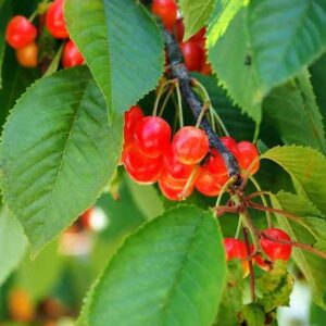 Cherry Varieties - Minneopa Orchards