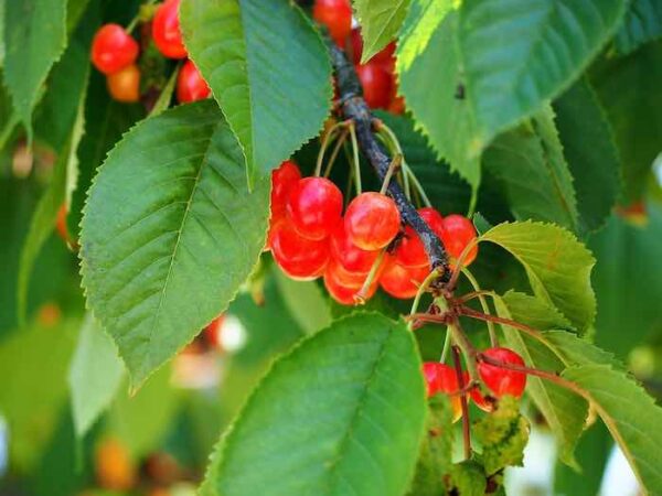 21 Types of Cherry Trees - Minneopa Orchards