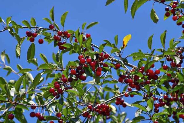 The English Morello Cherry Tree - Minneopa Orchards