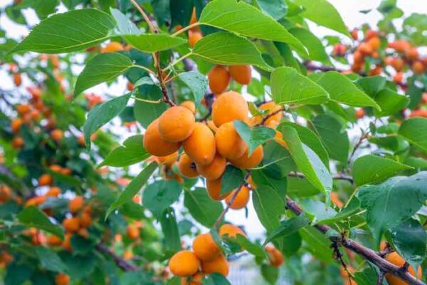 20 Delicious Apricot Tree Varieties You Can Grow At Home - Minneopa ...