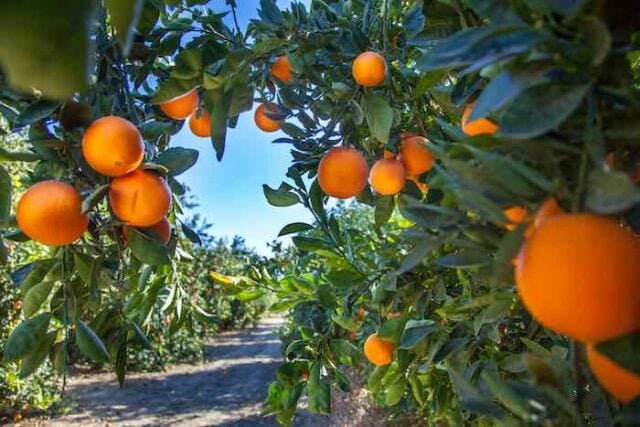 The Popular Hamlin Orange Tree - Minneopa Orchards