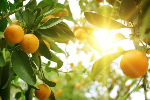 The Popular Hamlin Orange Tree - Minneopa Orchards