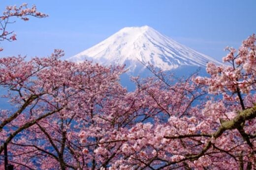 The Japanese Cherry Tree - Minneopa Orchards