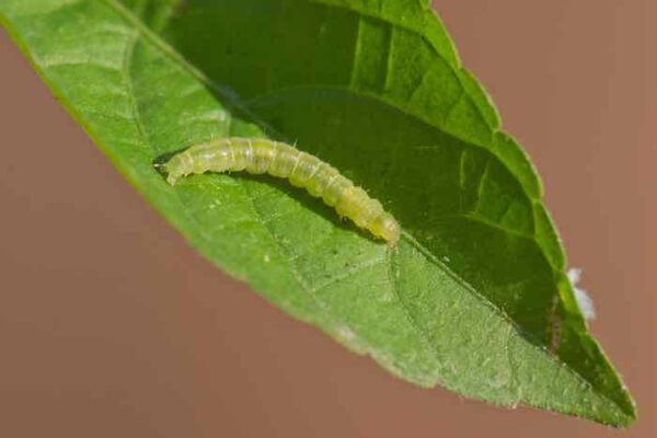 Lemon Tree Pests: How to Identify and Prevent - Minneopa Orchards