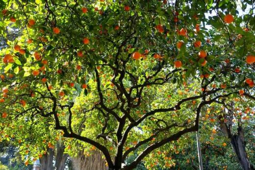 How to Prune an Orange Tree - Minneopa Orchards