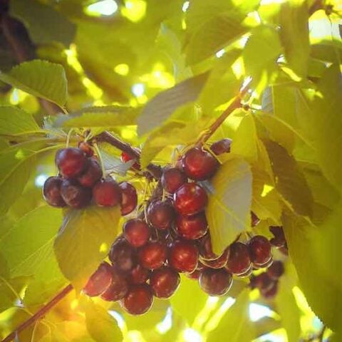 Cherry Varieties - Minneopa Orchards