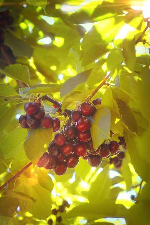 The Fantastic North Star Cherry tree - Minneopa Orchards