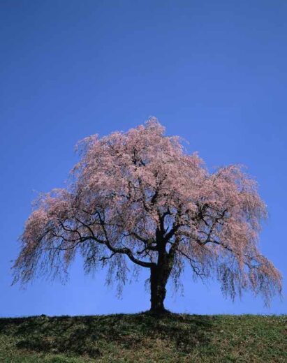 The Pink Weeping Cherry Tree - Minneopa Orchards