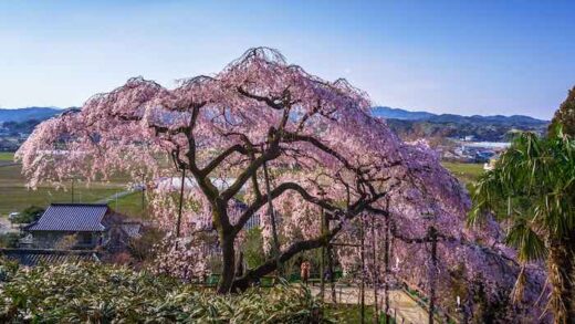 The Pink Weeping Cherry Tree - Minneopa Orchards
