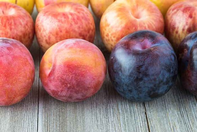 Flavorella Plumcot Tree - Minneopa Orchards